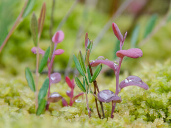 Raised bog | IUCN UK Peatland Programme