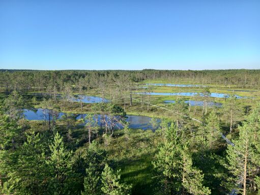 Bog woodland | IUCN UK Peatland Programme