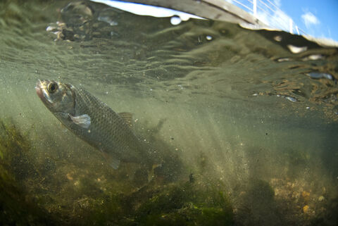 Dace | IUCN UK Peatland Programme