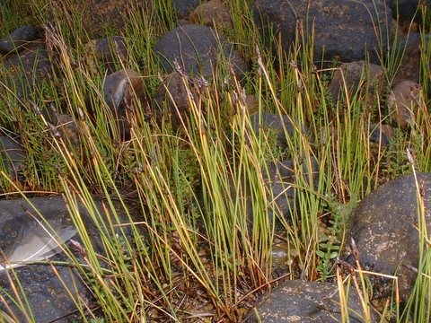 Common spike-rush | IUCN UK Peatland Programme