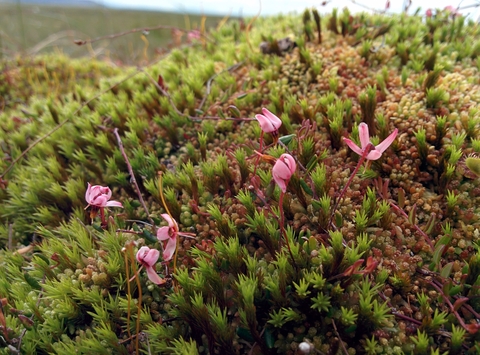 News | IUCN UK Peatland Programme