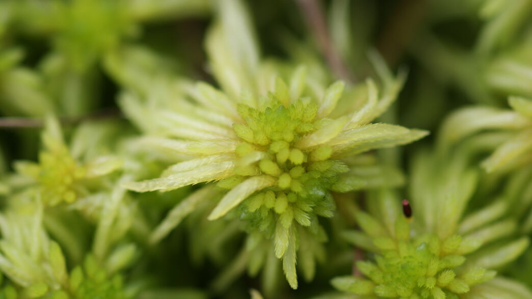 Blanket bog | IUCN UK Peatland Programme