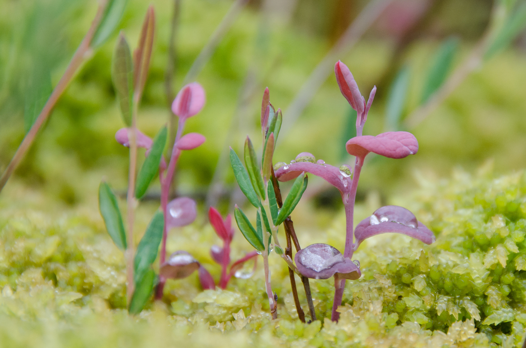 Raised bog | IUCN UK Peatland Programme