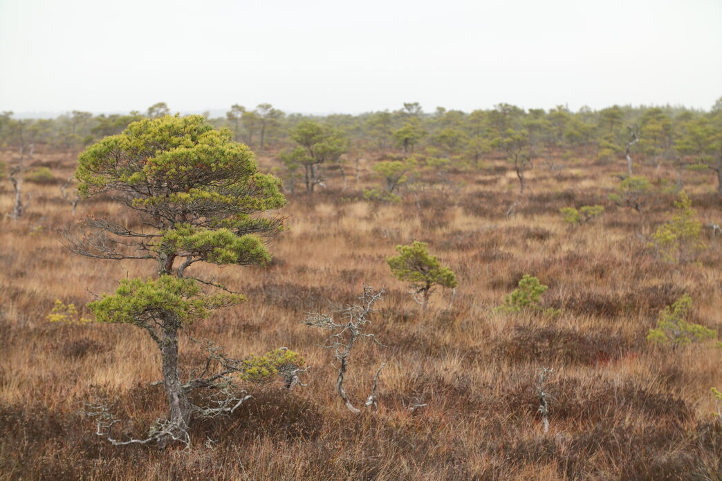 Bog woodland | IUCN UK Peatland Programme