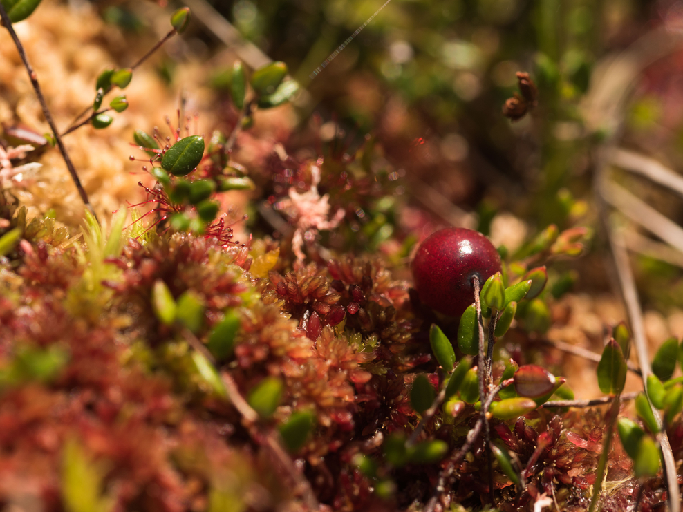Raised bog | IUCN UK Peatland Programme