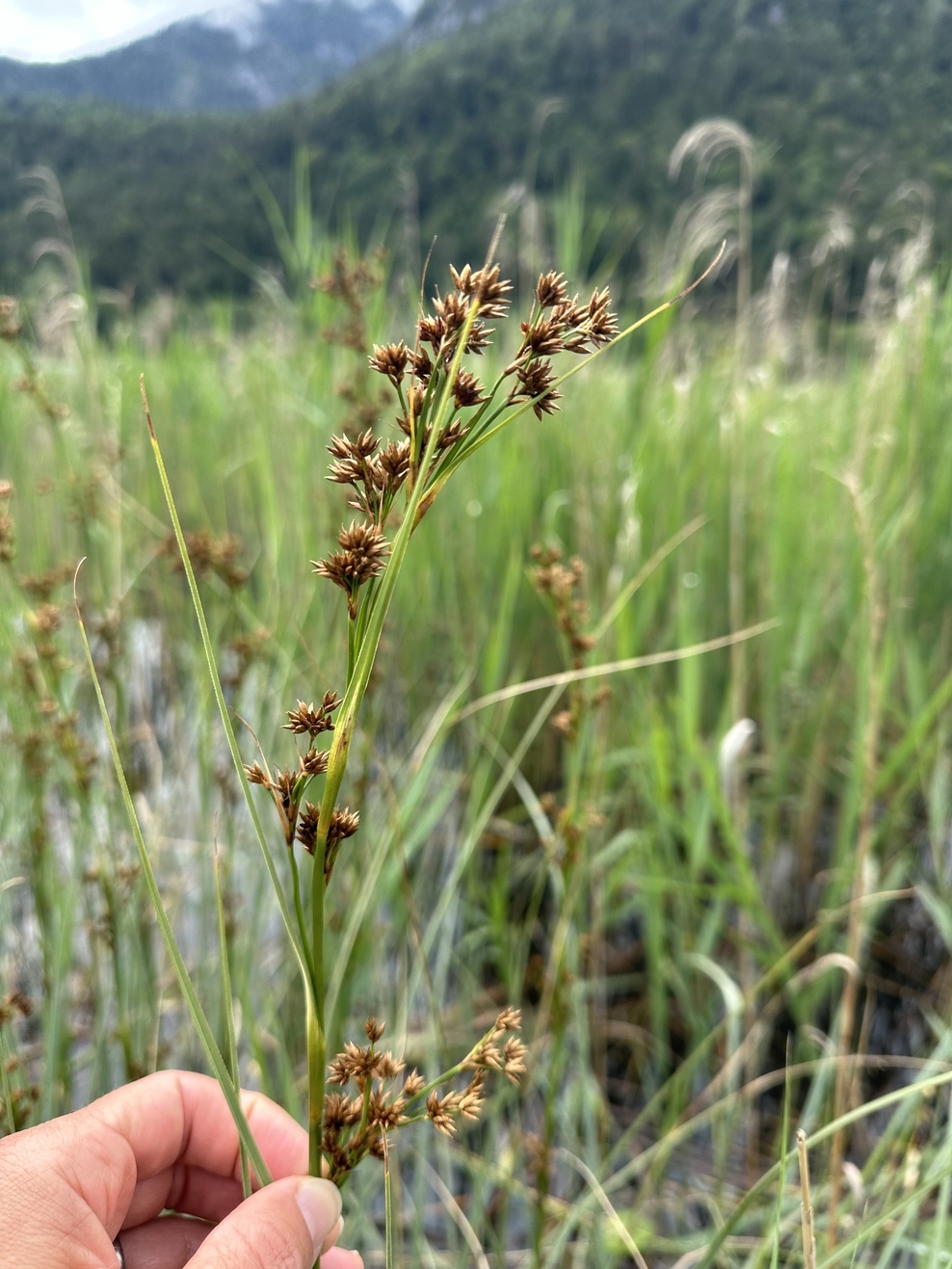 Fen | IUCN UK Peatland Programme