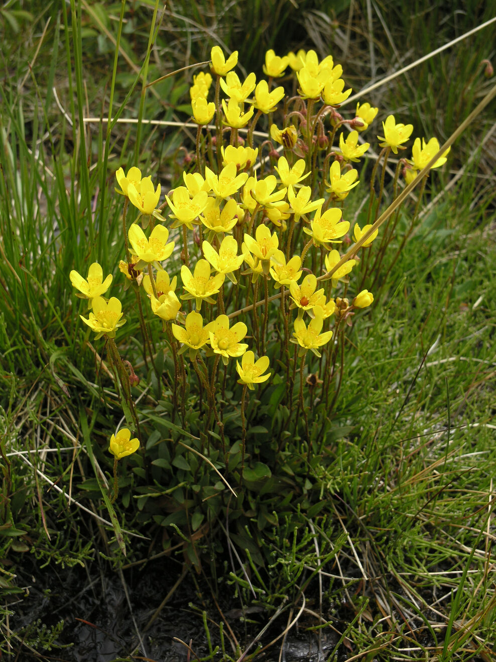 Upland flushes, fens and swamps | IUCN UK Peatland Programme