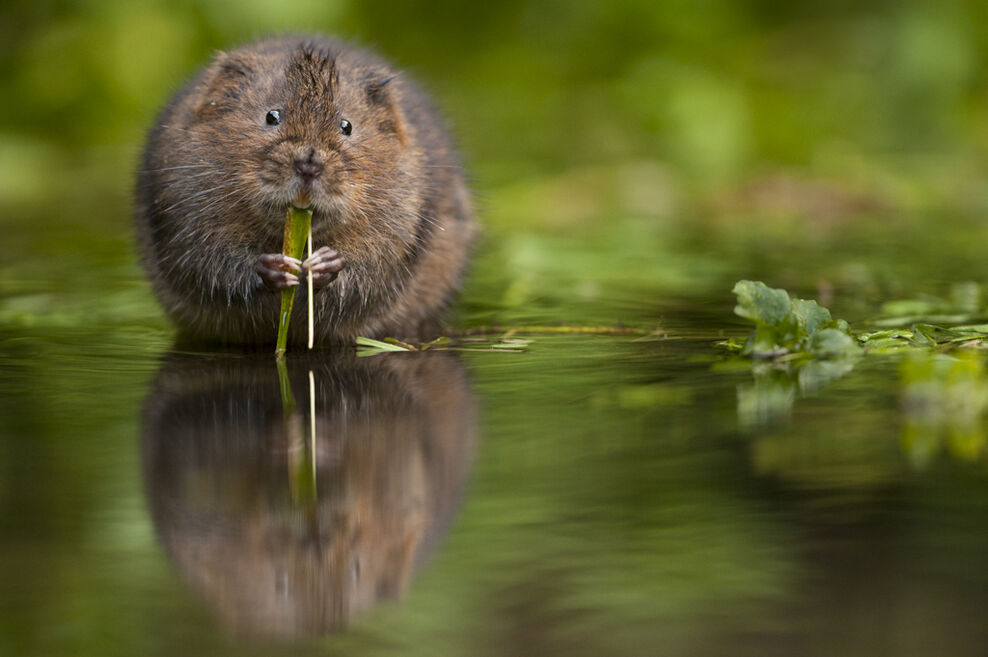 Fen | IUCN UK Peatland Programme