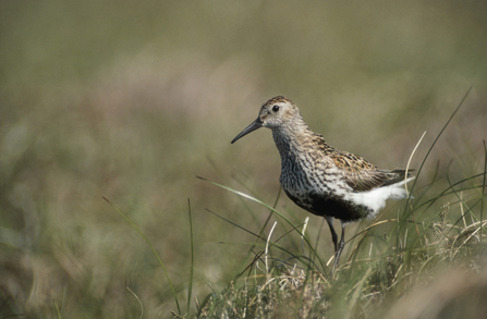 Species showcase: Dunlin | IUCN UK Peatland Programme