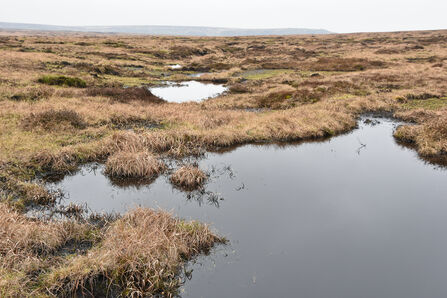 Species showcase: Dunlin | IUCN UK Peatland Programme