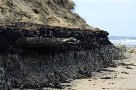 Palaeoecology | IUCN UK Peatland Programme