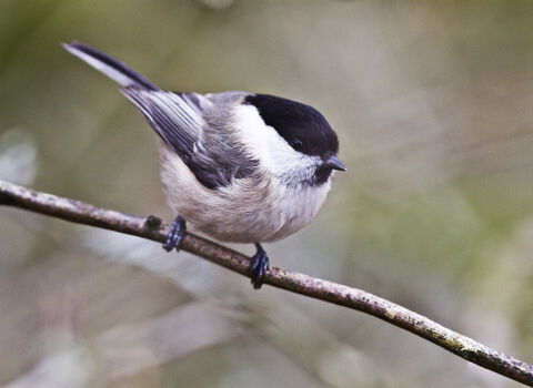 Willow tit | IUCN UK Peatland Programme
