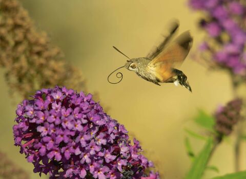 Hummingbird hawk-moth | IUCN UK Peatland Programme