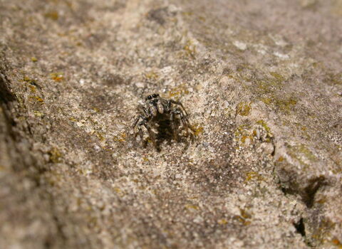 Zebra spider | IUCN UK Peatland Programme