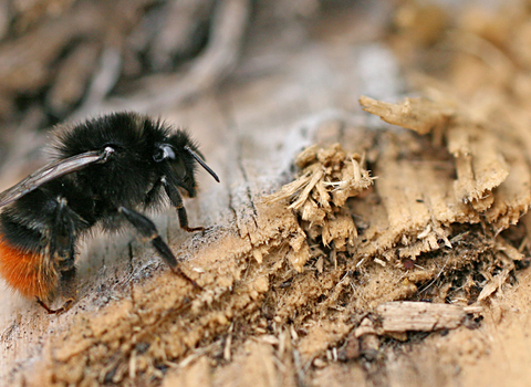 Red-tailed bumblebee | IUCN UK Peatland Programme