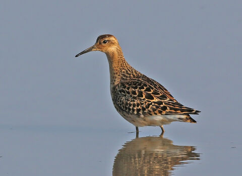 Ruff | IUCN UK Peatland Programme