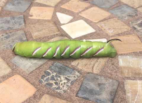 Privet hawk-moth | IUCN UK Peatland Programme