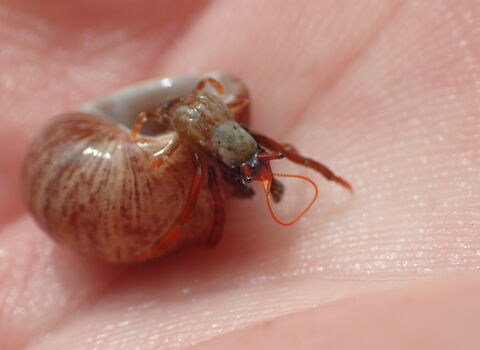 St Piran’s hermit crab | IUCN UK Peatland Programme