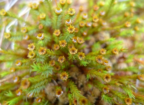 Our Team | IUCN UK Peatland Programme