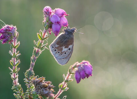 Species showcase: Large heath | IUCN UK Peatland Programme
